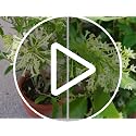 ONLINE PLANT BAZAR HASNUHANA/RAAT KI RANI FLOWER LIVE PLANT : Amazon.in ...