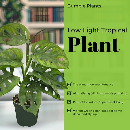 Bumble Plants Monstera Adansonii - Air Purifying Houseplant - Future of ...