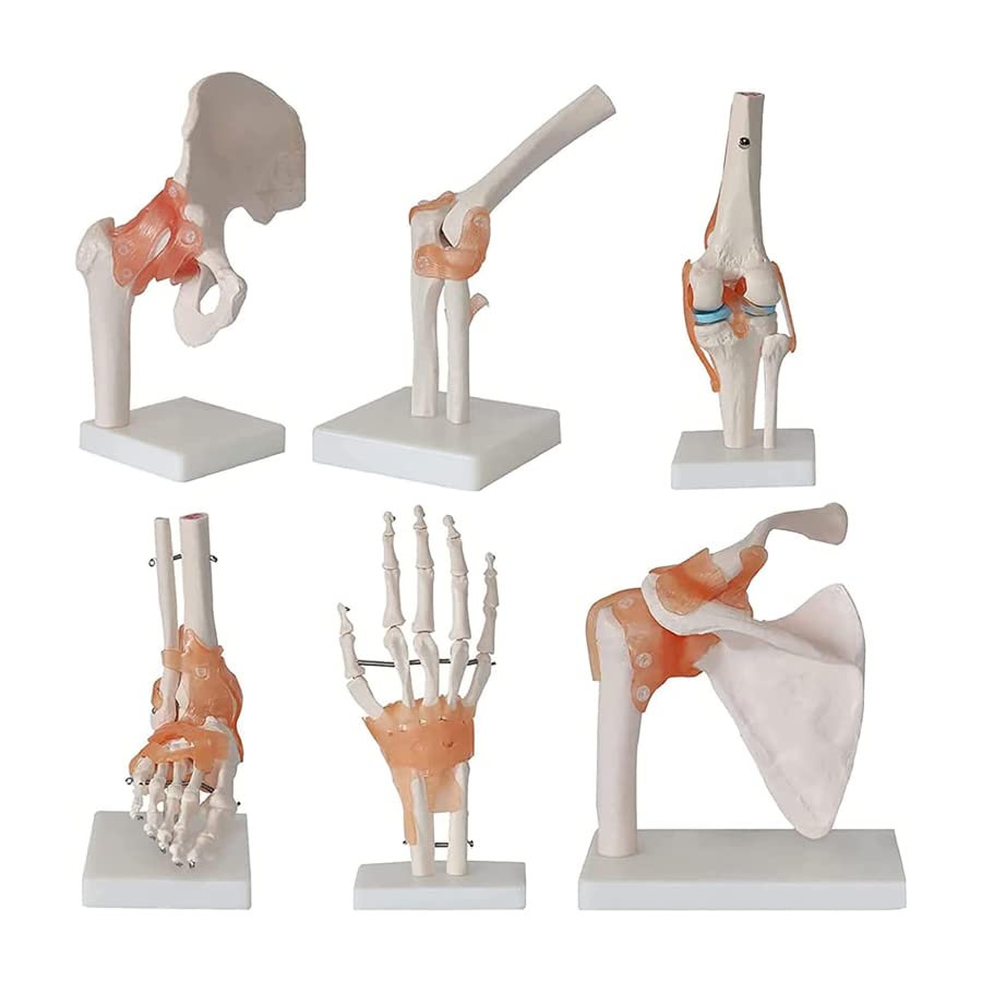 King Mariot Medical Equipments Pack Of 6 Human Skeleton Anatomy ...