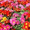 Amazon.com : Perennial Primula Seeds for Planting - 300 Common Primrose ...