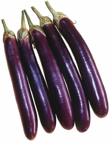 Long Eggplant Seeds (Mahabang Talong, Hạt Giống Cà Tím) : Amazon.ca ...