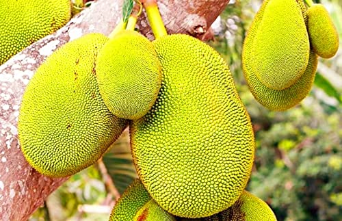 Nectar Garden Chompa Gob Jackfruit Plant-Grafted Variant Plant : Amazon ...