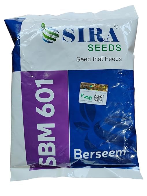 SIRA Seeds BERSEEM SBM 601 1KG : Amazon.in: Garden & Outdoors