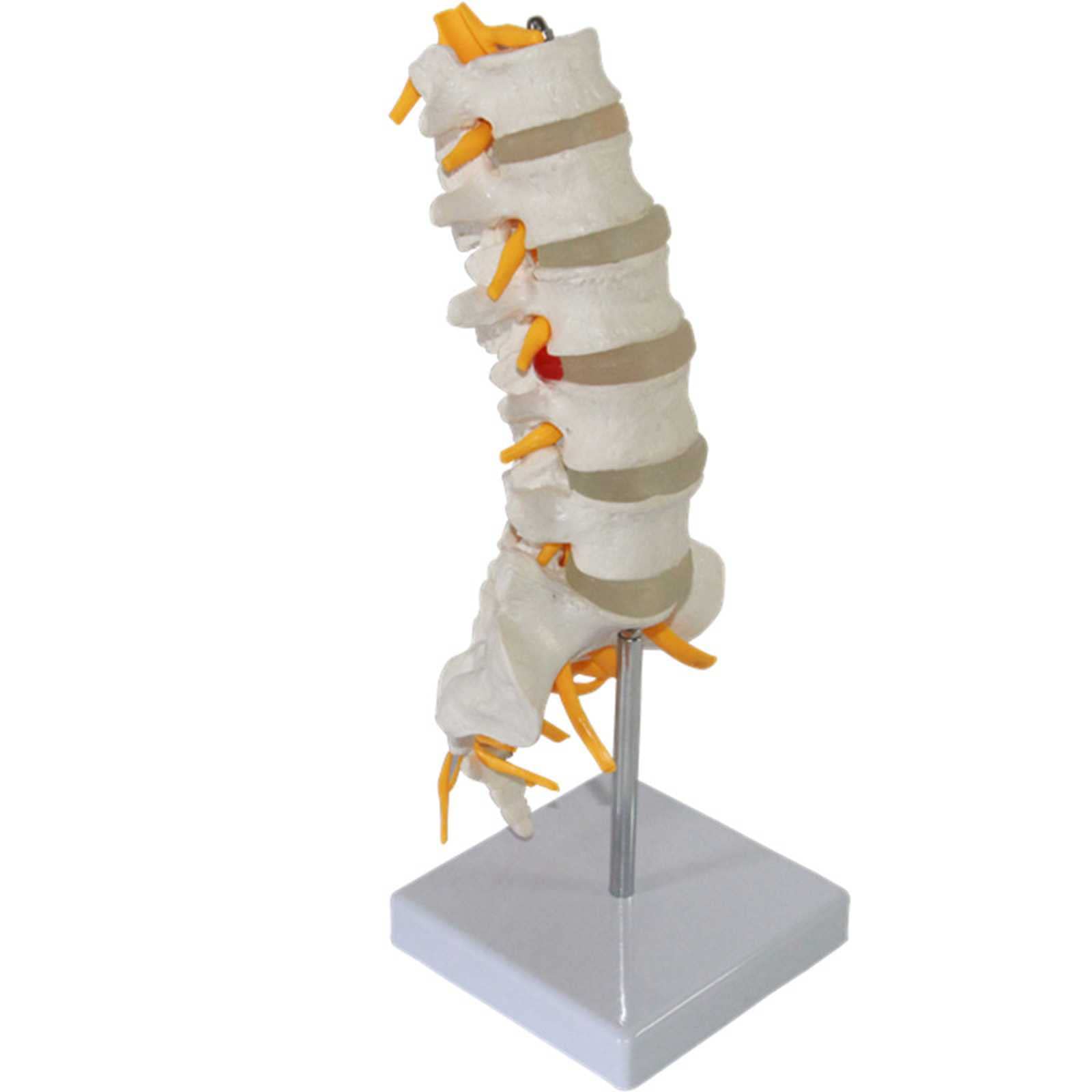 Human Caudal Vertebrae