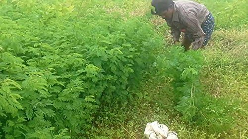 Iagrifarm Legume Fodder Seeds - Each in 250 gram - Pack of 1 / Hedge ...