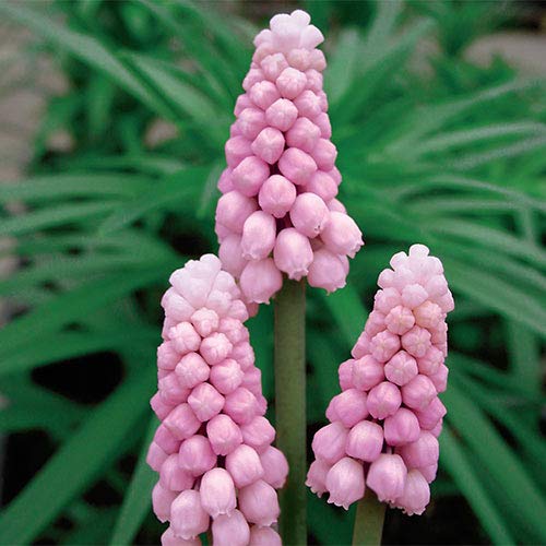 Indian Meadows | MUSCARI flower bulbs (Pack of 04 PCS) PINK Color ...