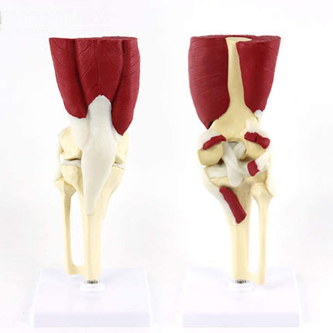 Lbylyh Knee Joint Model Medical Common Anatomical Model Muscular ...