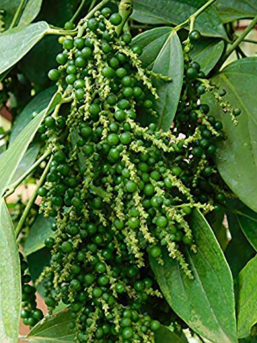 Bush Pepper Live Plant, High Yield Dwarf Black pepper 1 Healthy Live ...