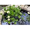 Amazon.com : Floating Plants for Water Gardens and Ponds (Water Poppy ...