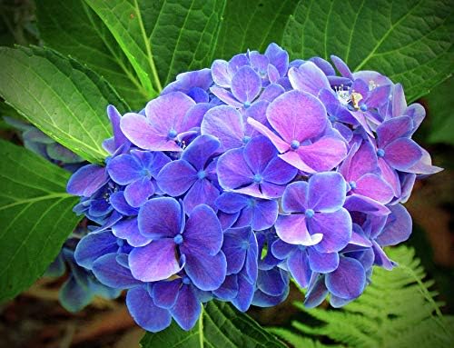 Indian Rare Dwarf Hydrangea macrophylla Blue Pink Hydrangea 1 Healthy ...