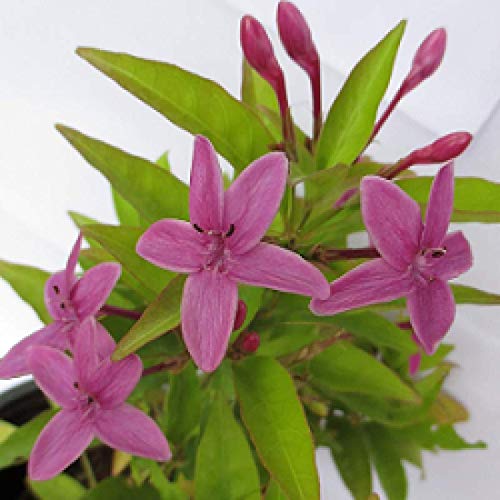 Mphmi Seedless Plant Flower Plants Tagar Pink Plant - Crape Jasmine ...