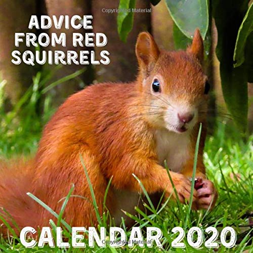 Advice From Red Squirrels Calendar 2020: December 2019 - December 2020 ...