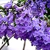 SEILOZBUNIA - Jacaranda Mimosifolia Neel Mohar Flower Live Plant for ...
