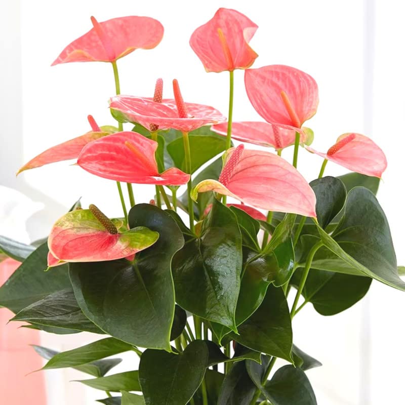 Tropical House Plant Guzman