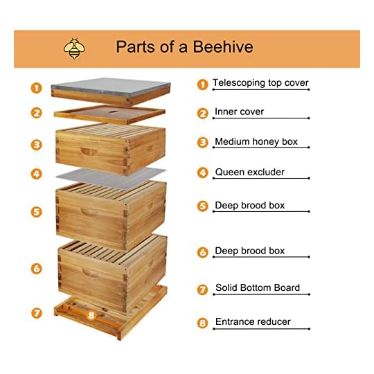 ThxBees 10-Frame Bee Hive Complete Beehive Kit Beeswax Coated Beehive ...