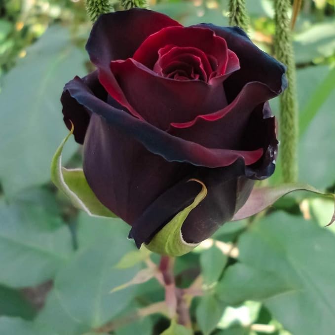 Greenursery Rare English Varieties Red Climbing Rose Live Flower Plant ...