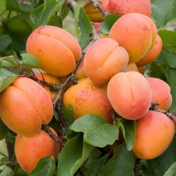 Royal Paradise Garden Rare Apricot " Tomcot " Exotic 20 Fruit Seeds for ...