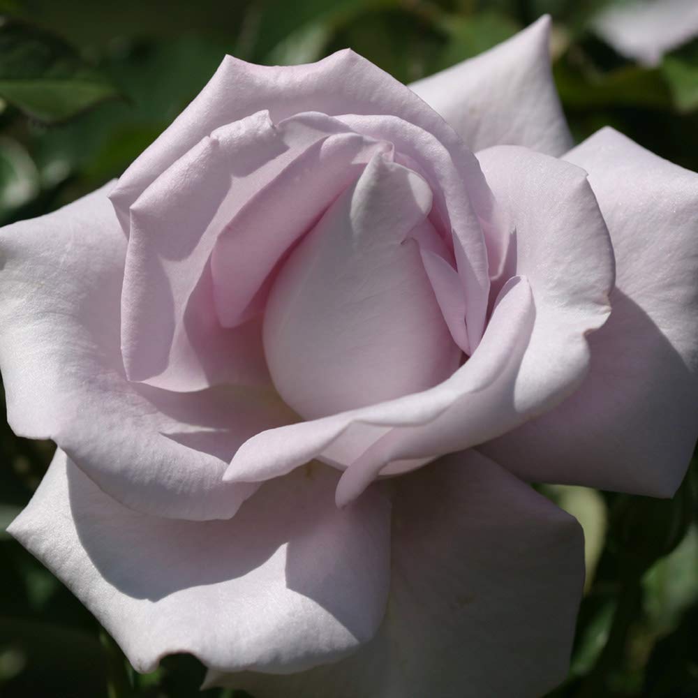Amazon.com : Heirloom Roses Rose Plant - Starlight Purple Rose Bush ...