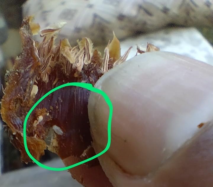 Mahua Flower Dried 200 gm. (Madhuca Longifolia) Phool Mahua - Mahuya ...