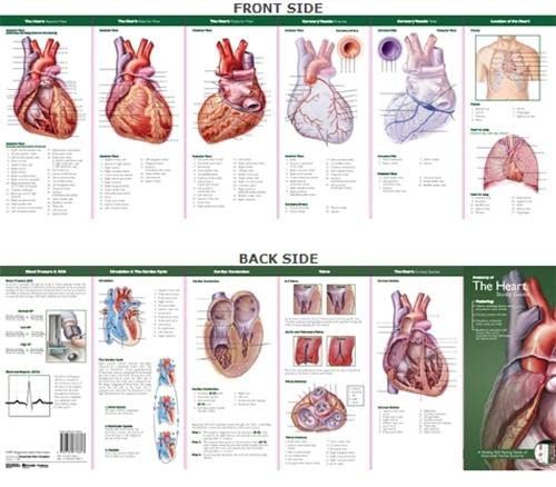 Anatomy of the Heart: Study Guide (Anatomical Chart Company's ...