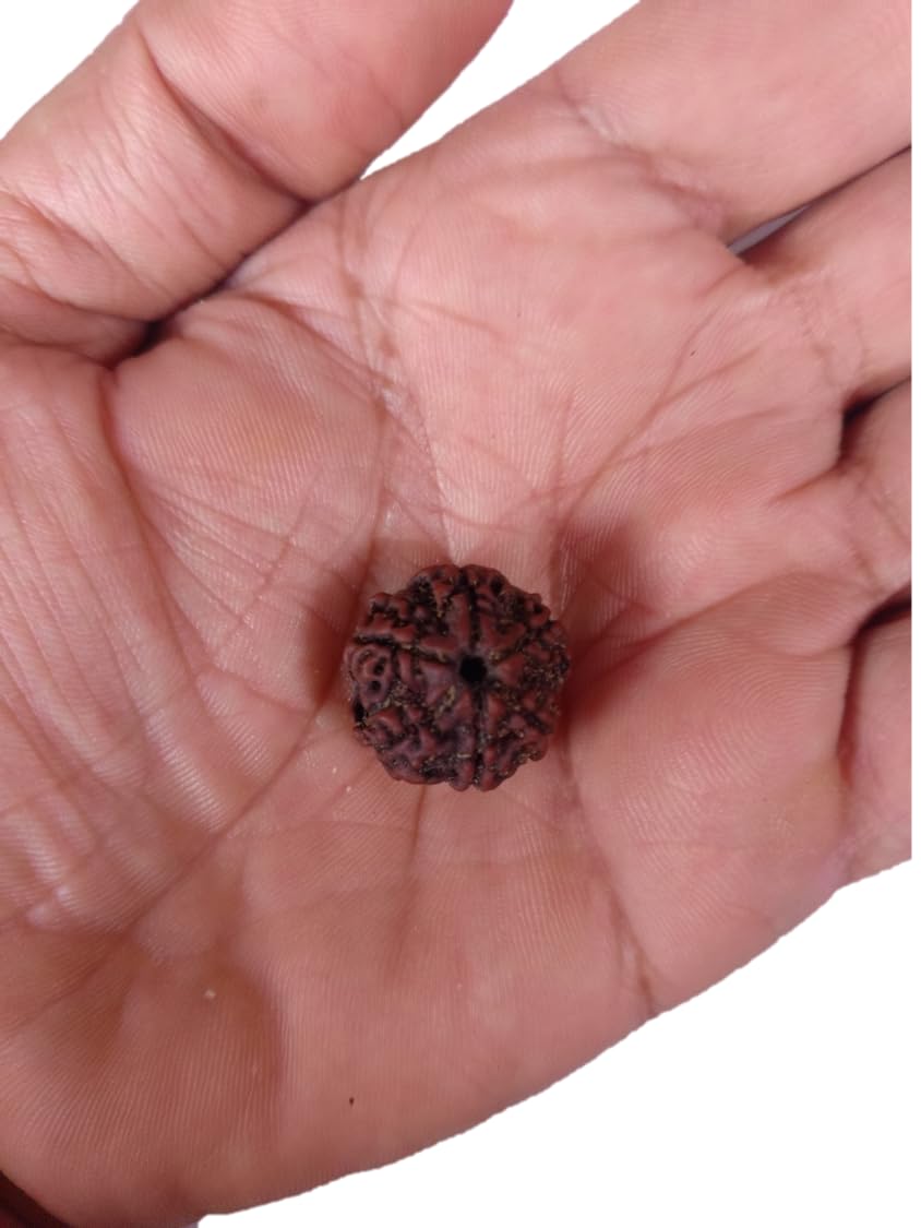 6 Mukhi Nepali Rudraksha Original, Natural & Real Rudraksha, 55 Pieces ...