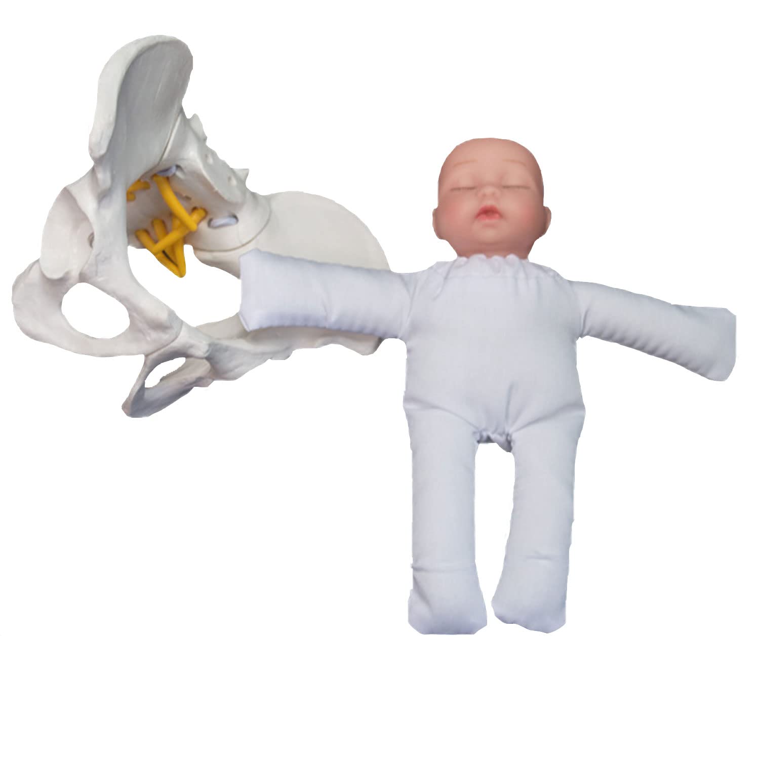 Buy ARUTY Mini Female Pelvis Childbirth Anatomical Model, 5" Midwifery ...