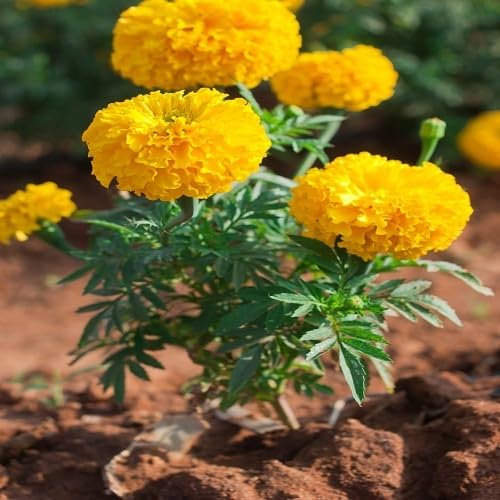 Genda phool plant tree (Pack of 8) : Amazon.in: Garden & Outdoors