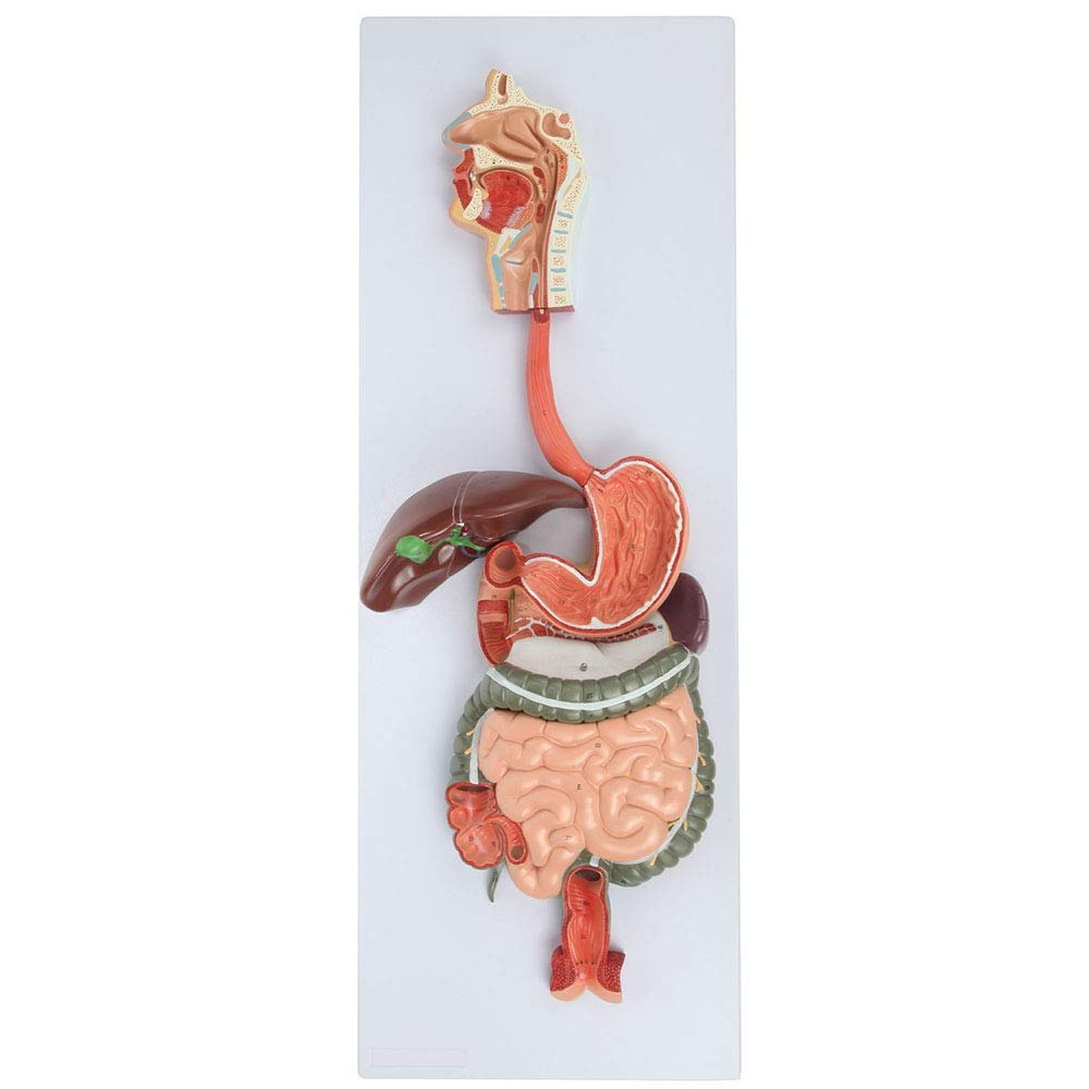 Buy Human Digestive System Model, Half Life-Size Digestive System ...
