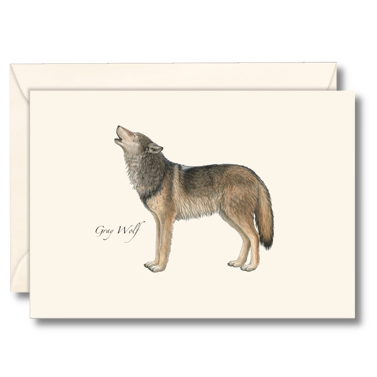 Amazon.com : Earth Sky + Water - Gray Wolf Notecard Set - 8 Blank Cards ...