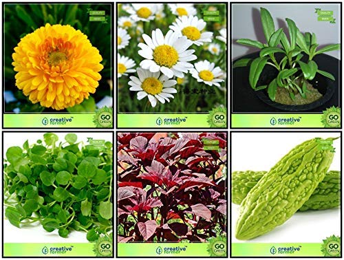 OhhSome Seed Combo Herb Seeds & Vegetable Seeds : Amaranthus(Red ...