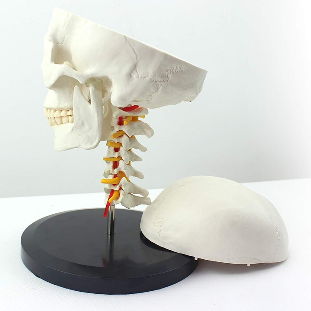 Buy Life Size Human Skull Model with Cervical Vertebra - Human Skull ...