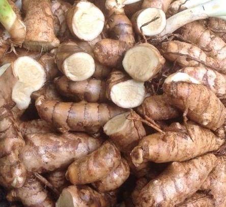 Live Rhizomes of Curcuma Aromatica Rhizomes, Real Rare Aromatic ...