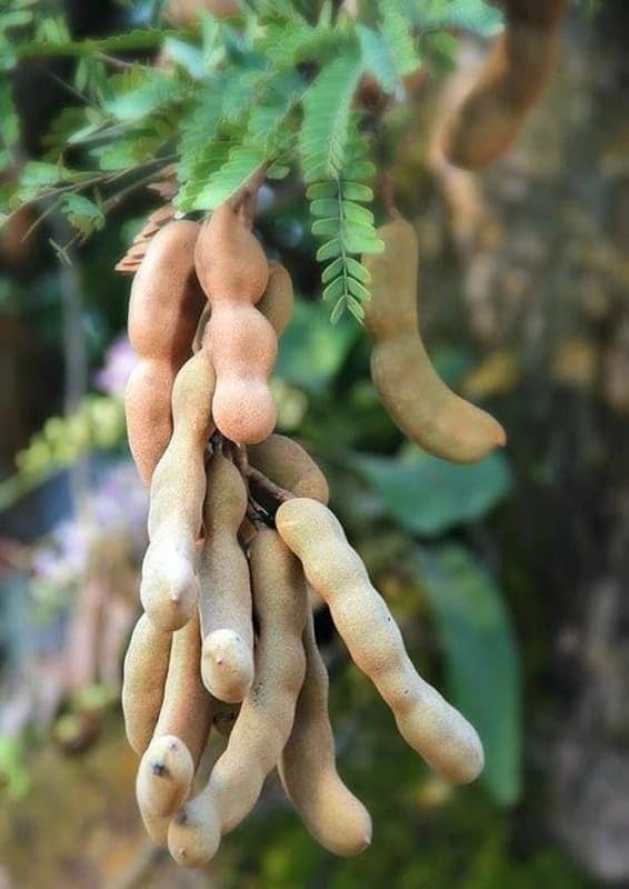 Indian Tamarind Sweet Imli Grafted Live Plant Pack of 1 : Amazon.in ...