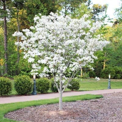 White Dogwood Tree