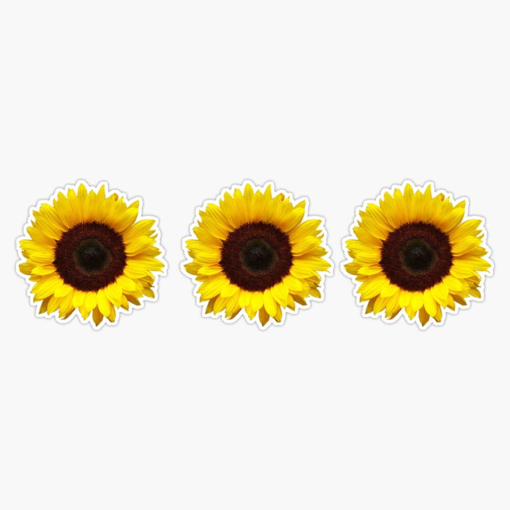 Transparent Tumblr Sunflowers