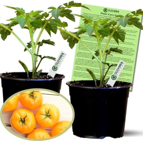 Yellow tomato plant - How to grow & care