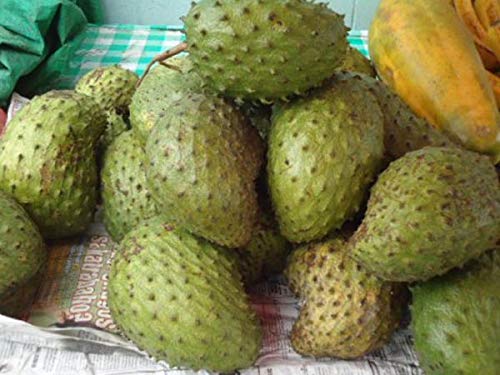 LushGreen Garden Rare Annona Muricata Mullatha Rare Herbal Fruit Tree ...