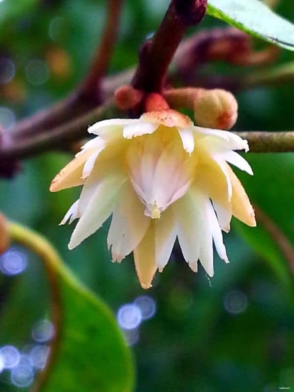 Natural Bakul ful live plant Pack of 1 : Amazon.in: Garden & Outdoors