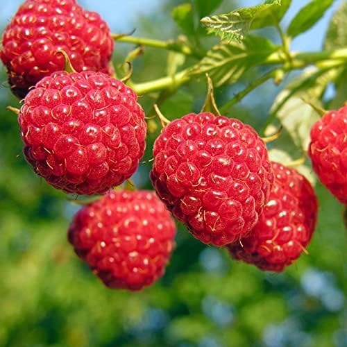 Amazon.com : CHUXAY GARDEN 100 Seeds Rubus Idaeus,Everbearing Raspberry ...