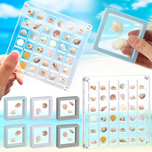 Amazon.com: Seashell Display Case - Large 12 Compartments : Home & Kitchen
