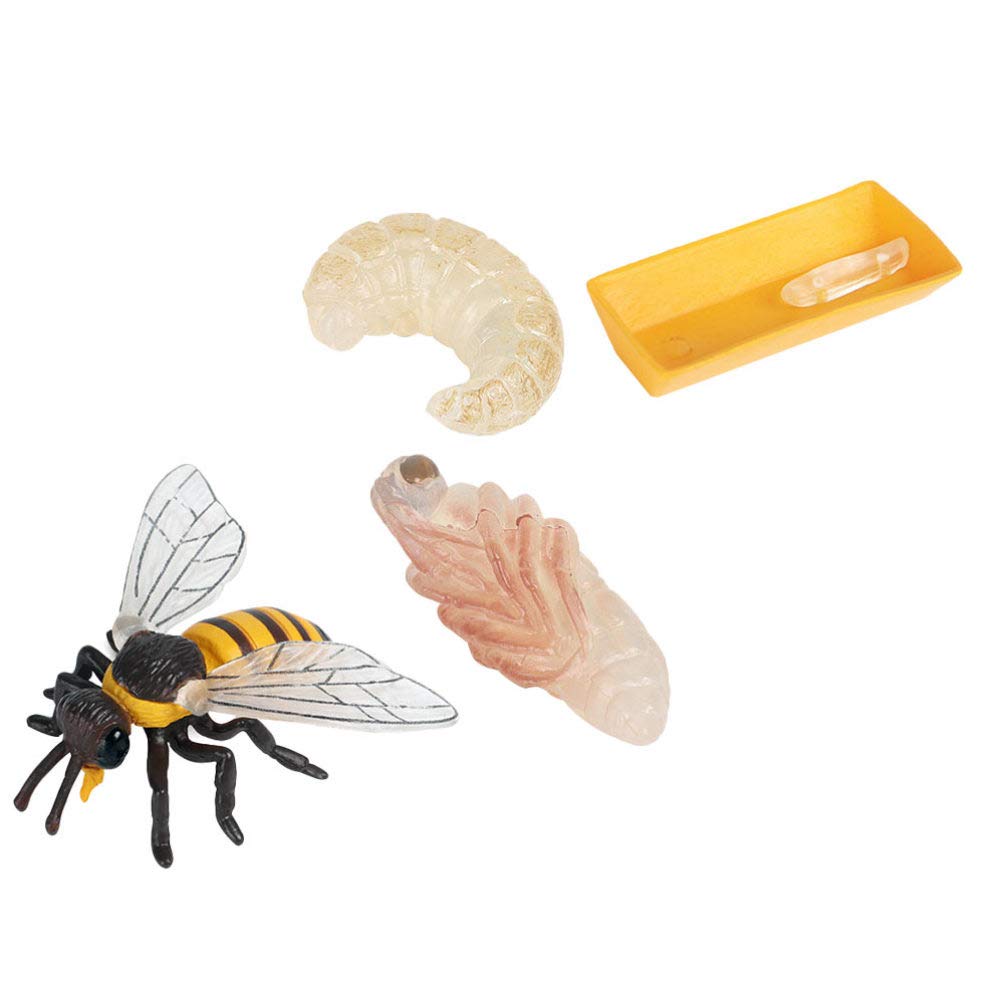 Buy 1 Set/ 4pcs Insect Figurines Life Cycle of Bee, Growth Lifelike Bee ...