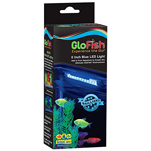 What Color Do Betta Fish Like The Most?