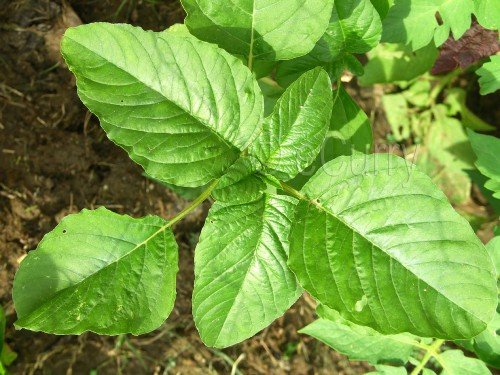 Kitchen Garden Hub - Amarantus Green Choulai 100 Seeds Pack (2 Seeds ...