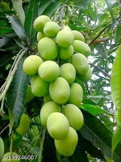 Mphmi Live Plants Nursery Garden Himsagar and Kishan Bhog Mango Plant ...
