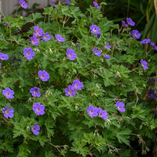 10 Best Geranium Varieties for Shade Gardens – Blooming Beauty in Low ...