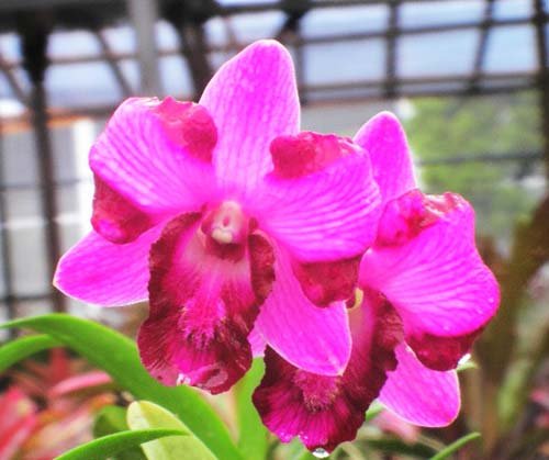 Royal Paradise Garden Rare Dendrobium Orchid Doreamon Red 1 Small ...