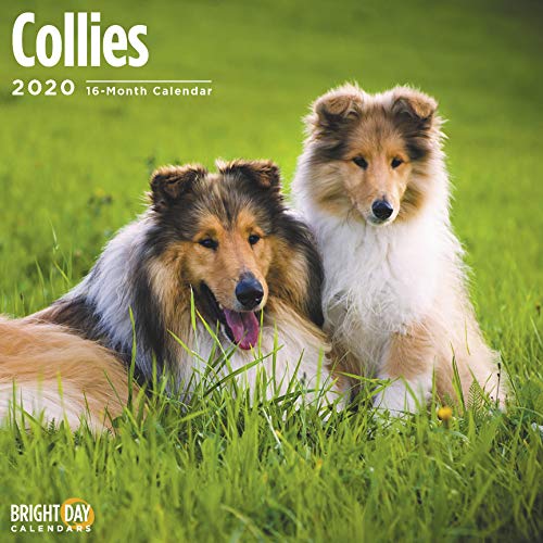 Collies Wall Calendar 2020: BRIGHT DAY: 9781684600670: Amazon.com: Books