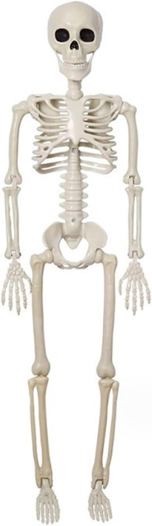 XUEYEGONGJI Small Skeleton Halloween Skeleton 16'' Small Skeleton ...