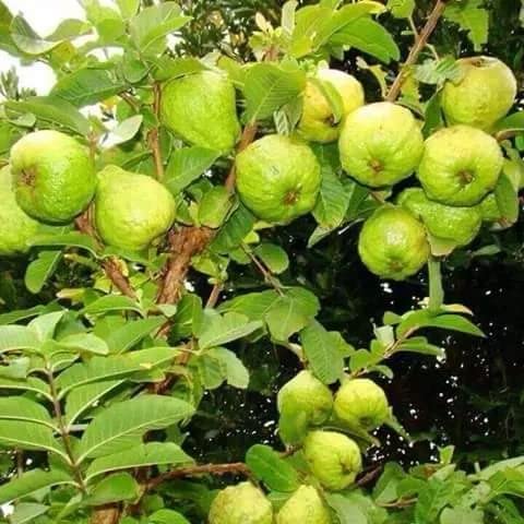 Green Volcano Grafted Rare Baruipur Guava Plant Fruit Tree Amrud Rare ...