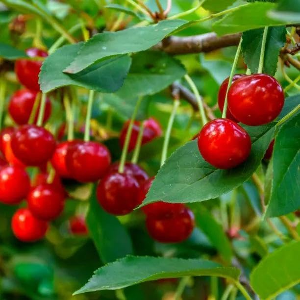 1 HYBRID SWEET CHERRY FALL FRUIT PLANT HYBRID ORGANIC GRAFTING OUTDOOR ...